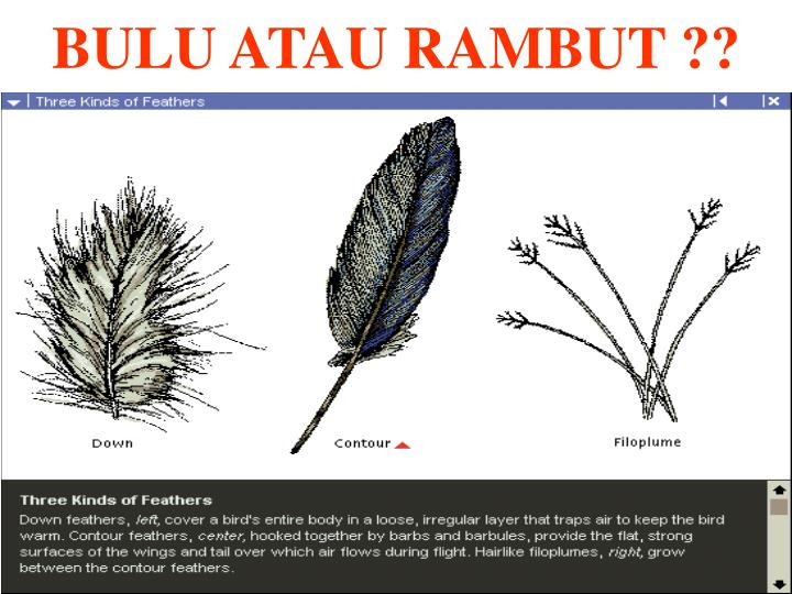 PPT - AVES & MAMALIA PowerPoint Presentation - ID:4956358