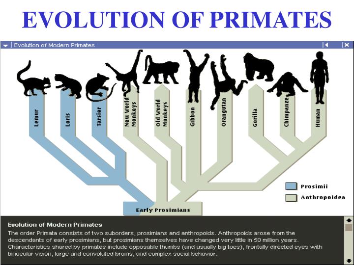 PPT - AVES & MAMALIA PowerPoint Presentation - ID:4956358