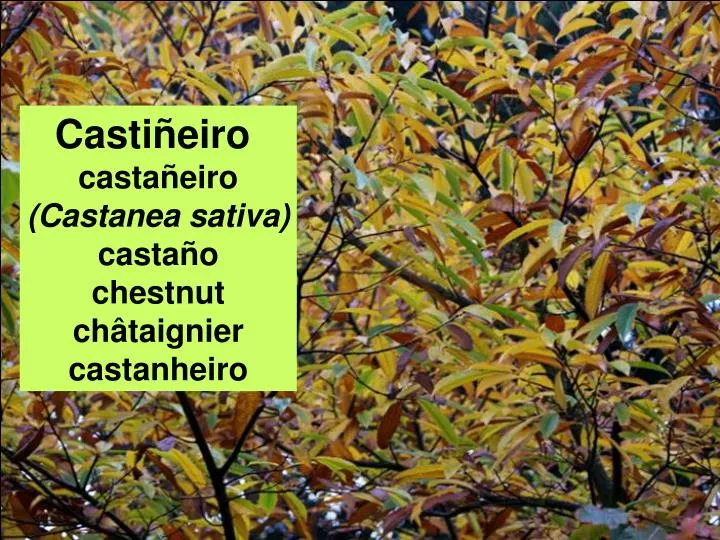 PPT - Castiñeiro castañeiro (Castanea sativa) castaño chestnut ...