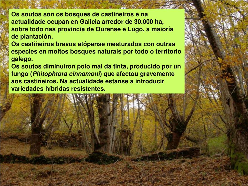 PPT - Castiñeiro castañeiro (Castanea sativa) castaño chestnut ...