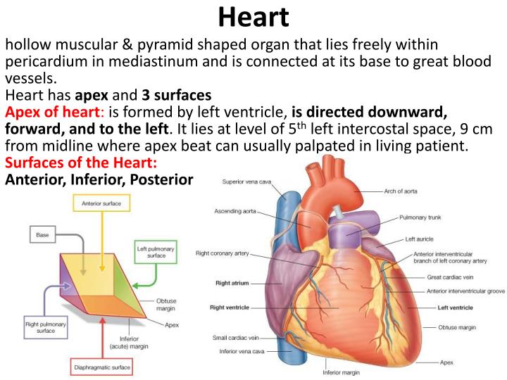 PPT - Pericardium & Heart PowerPoint Presentation - ID:4956744