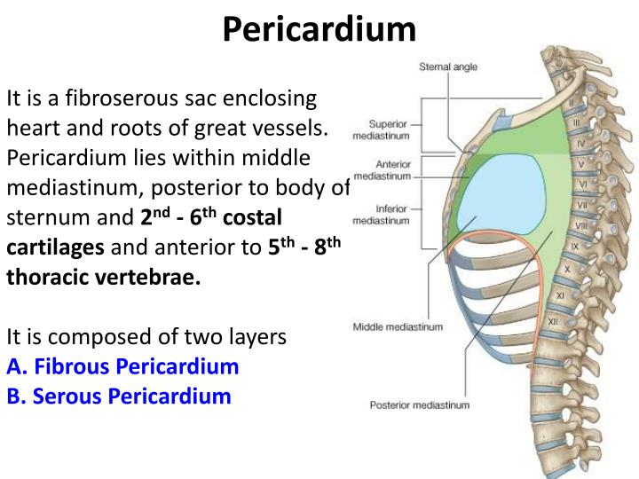PPT - Pericardium & Heart PowerPoint Presentation - ID:4956744