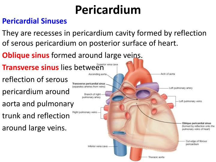 PPT - Pericardium & Heart PowerPoint Presentation - ID:4956744