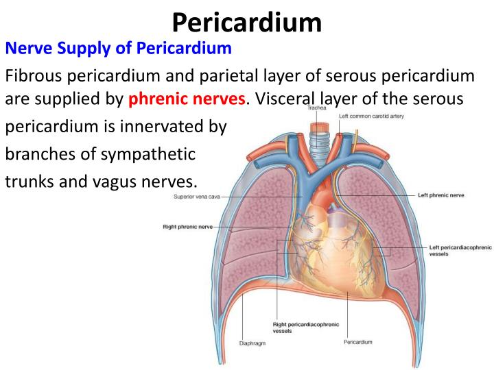 PPT - Pericardium & Heart PowerPoint Presentation - ID:4956744