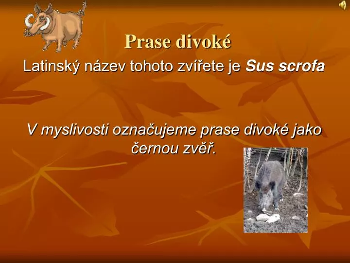 PPT - Prase divoké PowerPoint Presentation, free download - ID:4957111