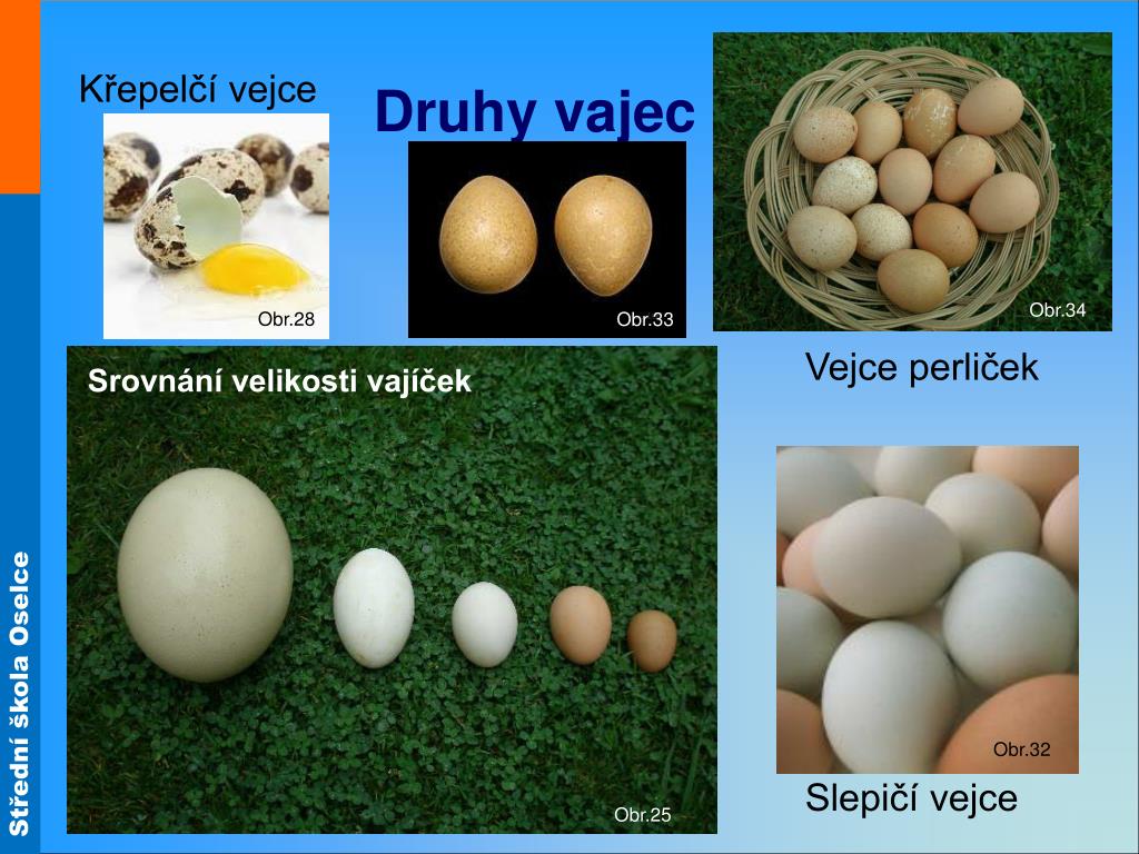 PPT - Škola: SŠ Oselce, Oselce 1, 335 01 Nepomuk, stredniskolaoselce.cz ...