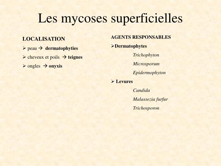 PPT - Les mycoses PowerPoint Presentation - ID:4963327