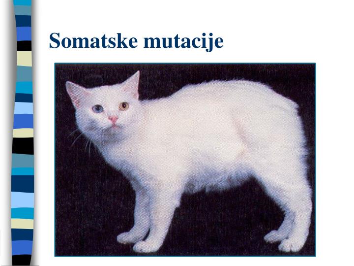 PPT - Mutacije PowerPoint Presentation - ID:4963416