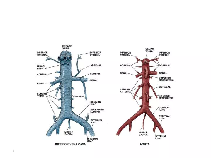 PPT - The renal artery splits into segmental branches. PowerPoint ...