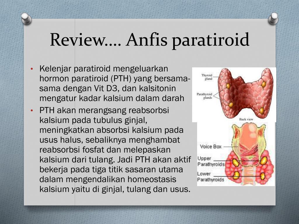 PPT - ASUHAN KEPERAWATAN PADA PASIEN HIPERPARATIROID & HIPOPARATIROID ...