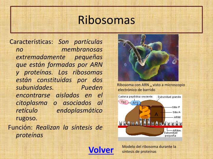 PPT - La célula PowerPoint Presentation - ID:4969389