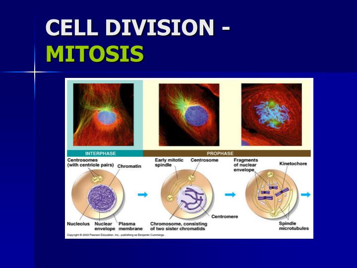 PPT - THE HUMAN LIFE CYCLE PowerPoint Presentation - ID:4969840