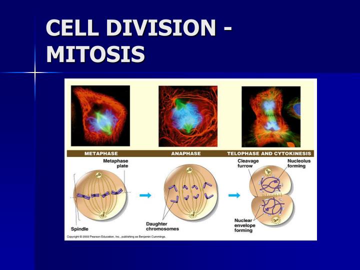 PPT - THE HUMAN LIFE CYCLE PowerPoint Presentation - ID:4969840