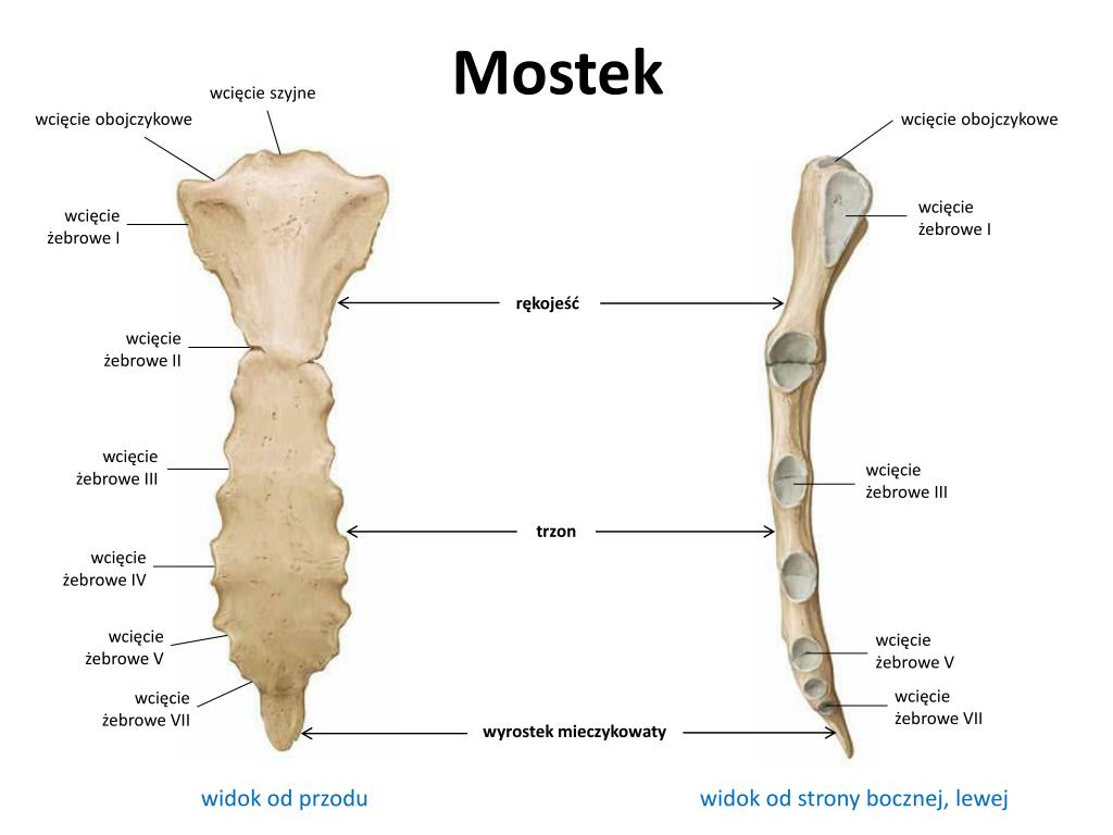 PPT - Połączenia kości tułowia PowerPoint Presentation, free download ...
