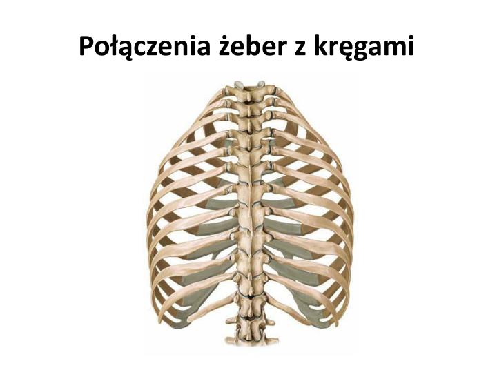 PPT - Połączenia kości tułowia PowerPoint Presentation - ID:4970028