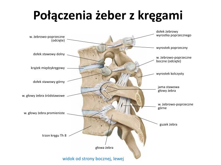 PPT - Połączenia kości tułowia PowerPoint Presentation - ID:4970028