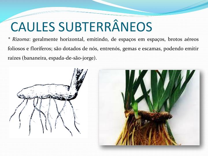 PPT - ANGIOSPERMAS: RAIZ E CAULE PowerPoint Presentation - ID:4970120