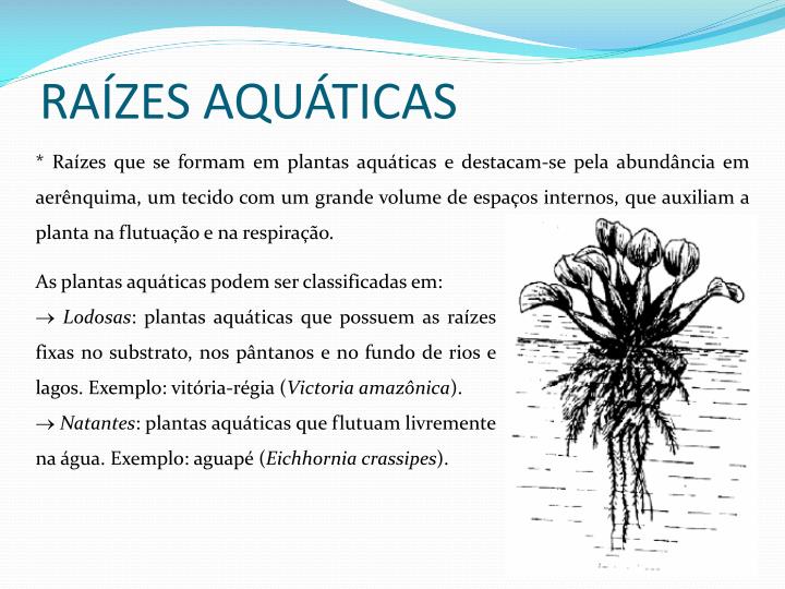 PPT - ANGIOSPERMAS: RAIZ E CAULE PowerPoint Presentation - ID:4970120
