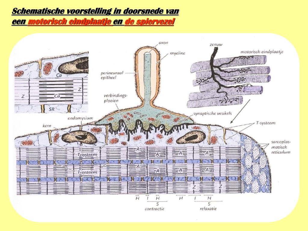 PPT - Spier- of gewrichtspijn, waarom ? PowerPoint Presentation, free ...