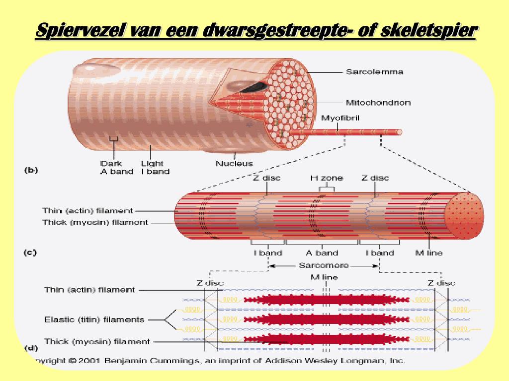 PPT - Spier- of gewrichtspijn, waarom ? PowerPoint Presentation, free ...