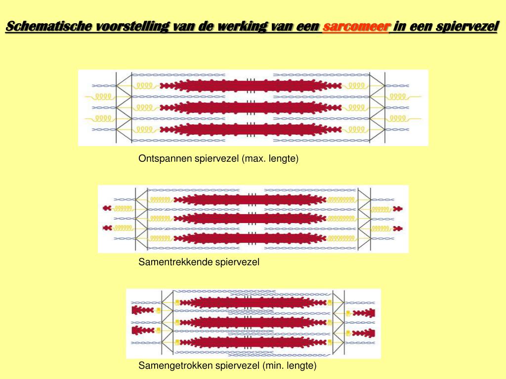 PPT - Spier- of gewrichtspijn, waarom ? PowerPoint Presentation, free ...