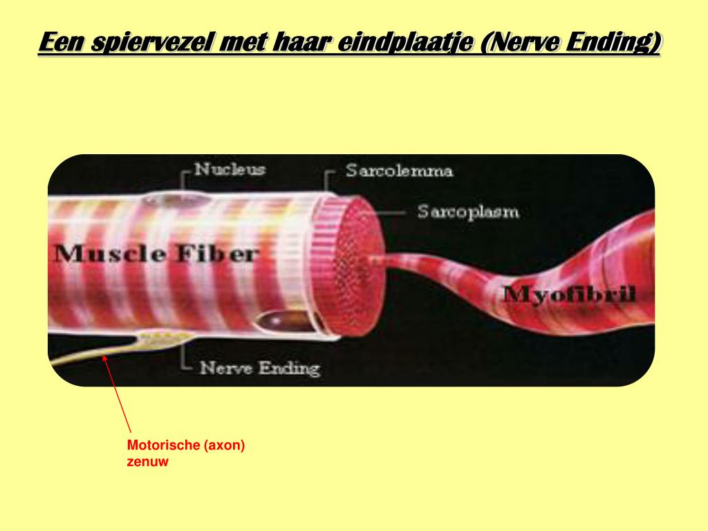 PPT - Spier- of gewrichtspijn, waarom ? PowerPoint Presentation, free ...