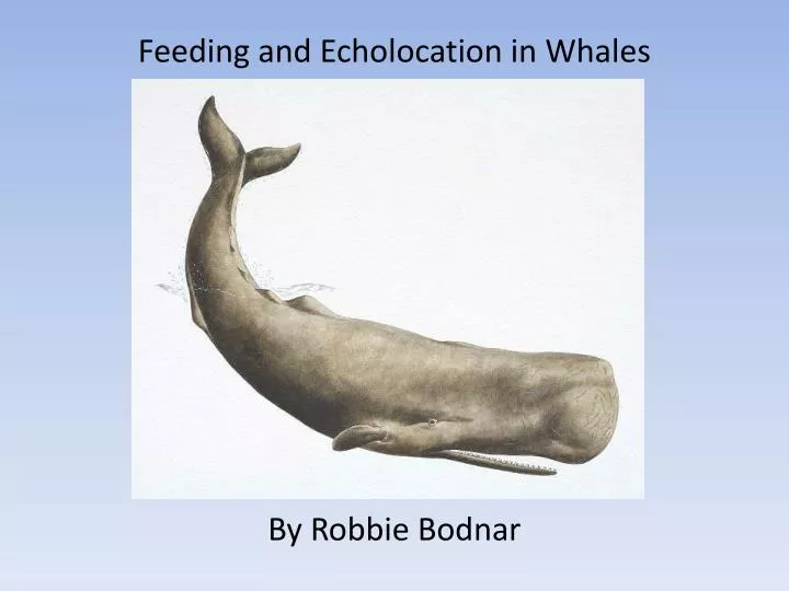 PPT - Feeding and Echolocation in Whales PowerPoint Presentation, free ...