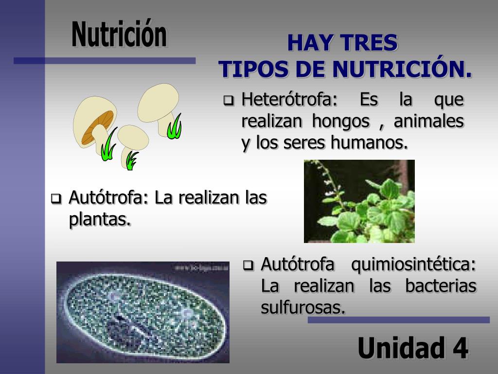 PPT - NUTRICIÓN PowerPoint Presentation, free download - ID:4977711 PPT - NUTRICIÓN PowerPoint Presentation, free download - ID:4977711