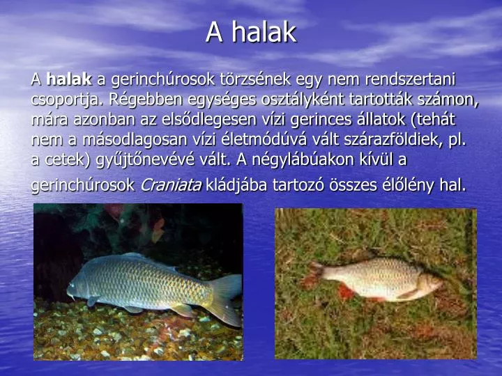 PPT - A halak PowerPoint Presentation, free download - ID:4979283
