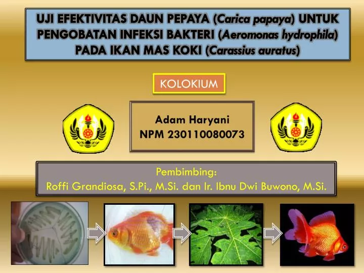 PPT - KOLOKIUM PowerPoint Presentation, free download - ID:4982384