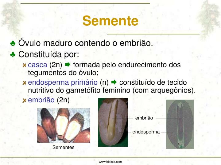 PPT - GIMNOSPERMAS PowerPoint Presentation - ID:4983513