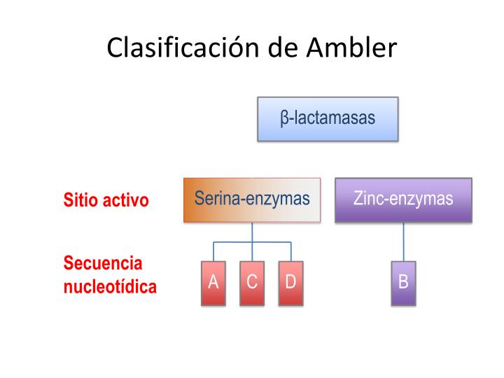 PPT - Betalactamasas de espectro extendido (BLEEs) PowerPoint ...