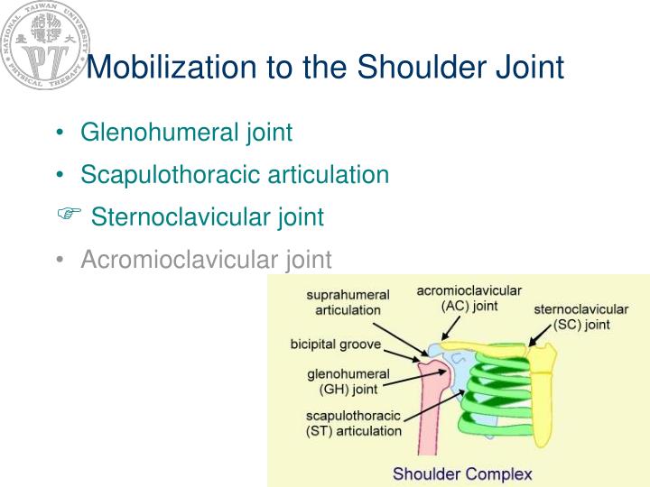 PPT - Peripheral Joint Mobilization -- Shoulder Joints PowerPoint ...