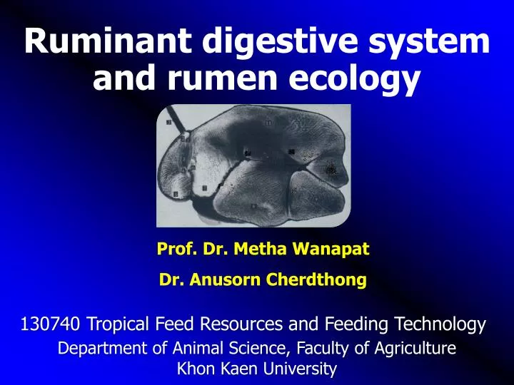 PPT - Ruminant digestive system and rumen ecology PowerPoint ...