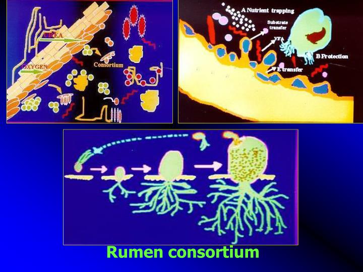 PPT - Ruminant digestive system and rumen ecology PowerPoint ...