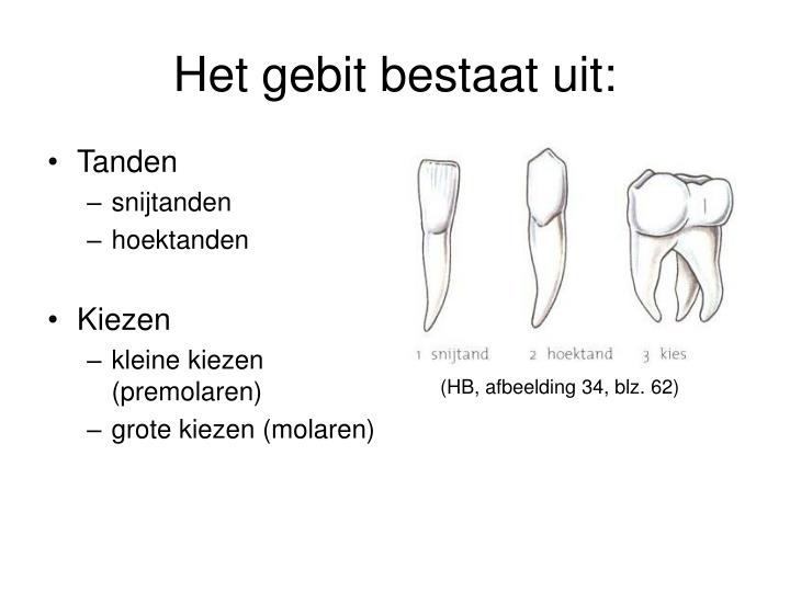 PPT - §7 Het gebit Thema 2 Voeding en vertering PowerPoint Presentation ...
