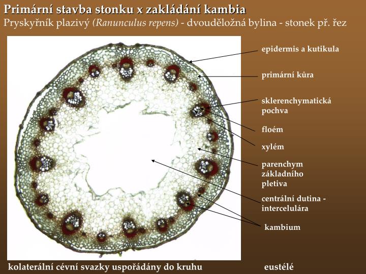 PPT - Stonek PowerPoint Presentation - ID:4988685