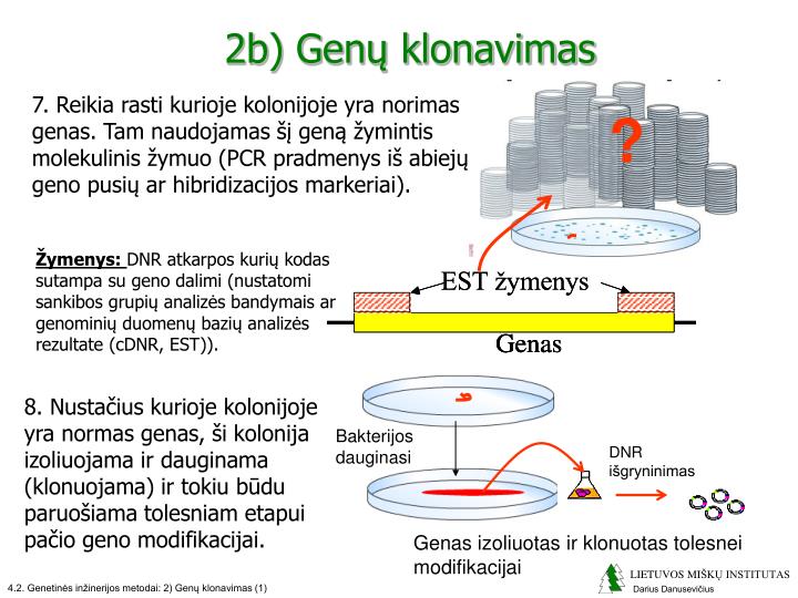 PPT - 4.2. Genetinės inžinerijos metodai PowerPoint Presentation - ID ...