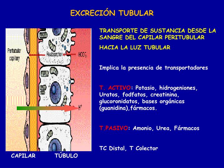 PPT - FISIOLOGIA RENAL PowerPoint Presentation - ID:4990981