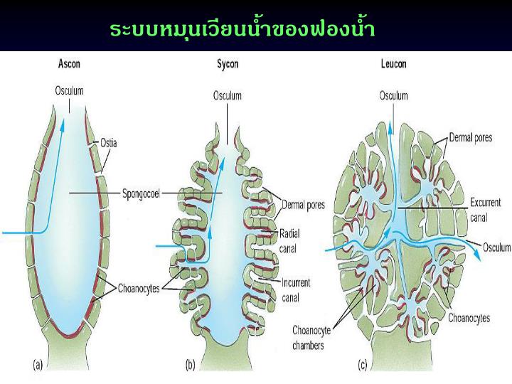 PPT - ฝูงชนกำเนิดคล้าย คลึงกัน ใหญ่ย่อมเพศผิวพรรณ แผกบ้าง ความรู้อาจ ...