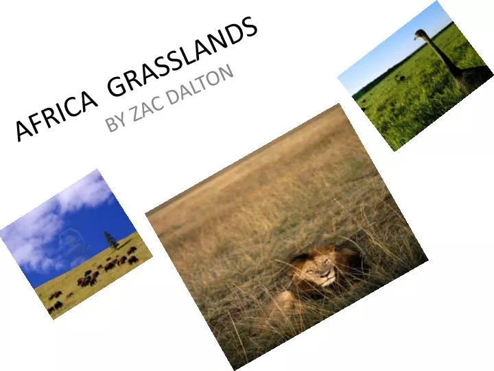 PPT - AFRICA GRASSLANDS PowerPoint Presentation, free download - ID:4994659