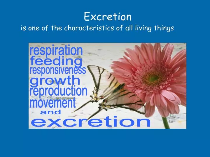 PPT - Excretion is one of the characteristics of all living things ...