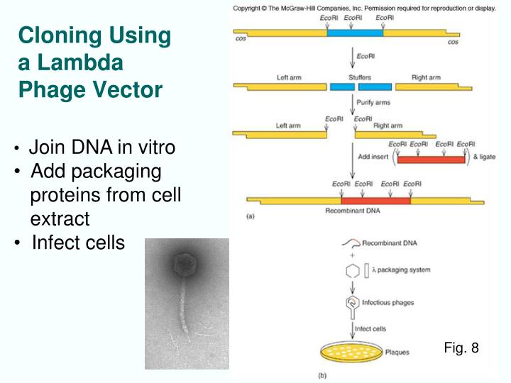 PPT - Chapt. 4 Molecular Cloning Methods PowerPoint Presentation - ID ...