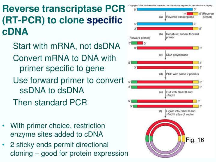PPT - Chapt. 4 Molecular Cloning Methods PowerPoint Presentation - ID ...