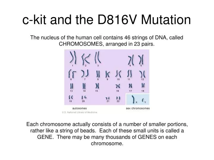 PPT - c-kit and the D816V Mutation PowerPoint Presentation, free ...