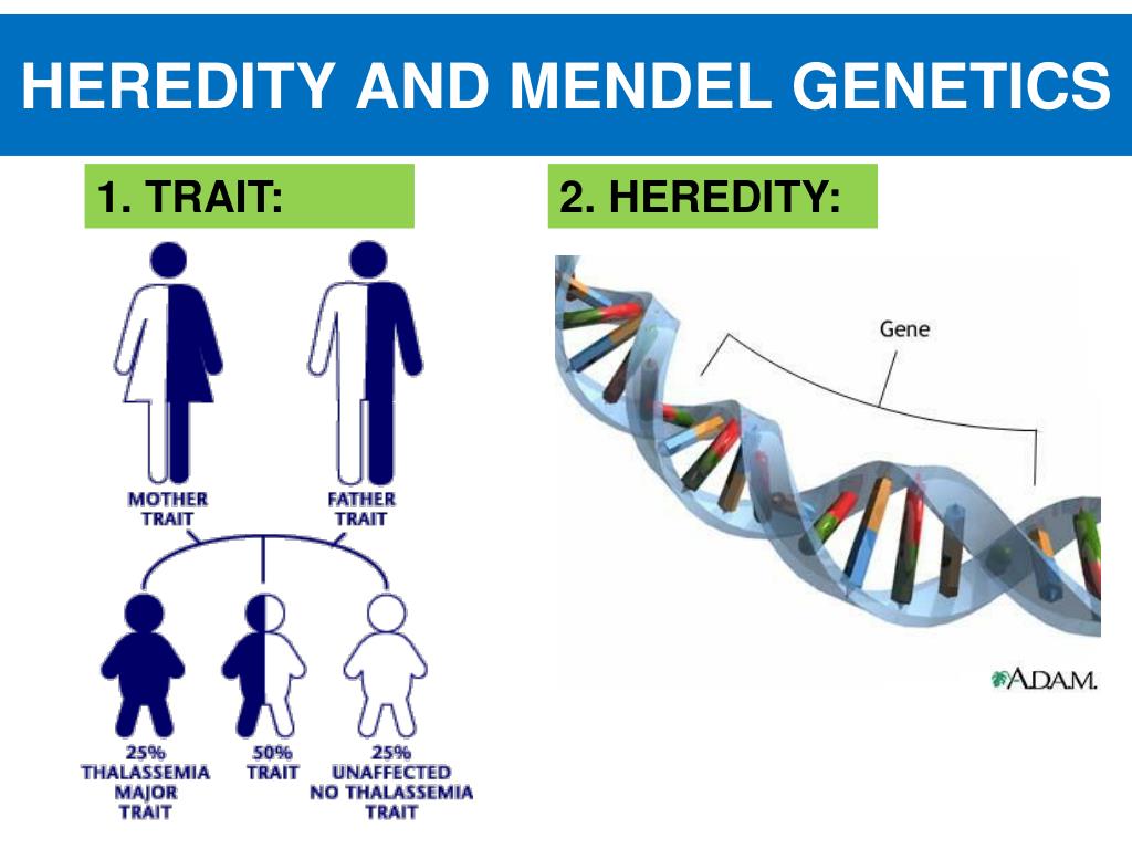 Ppt Genetics Powerpoint Presentation Free Download Id 4997151