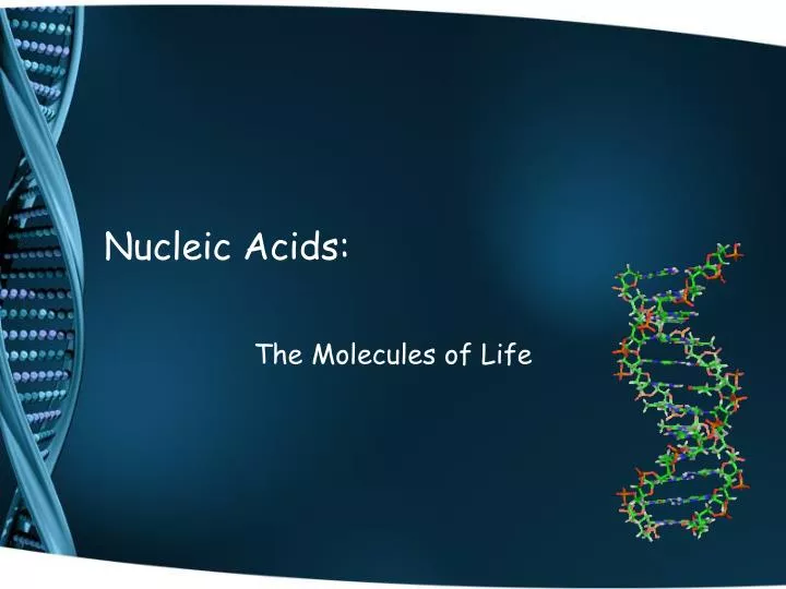 PPT - Nucleic Acids: PowerPoint Presentation, free download - ID:5000297
