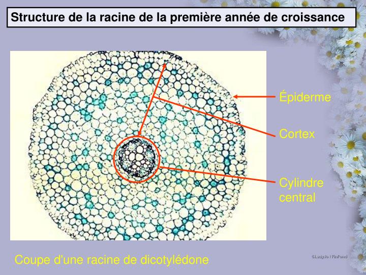PPT - Structures et fonctions des parties de la plante PowerPoint ...