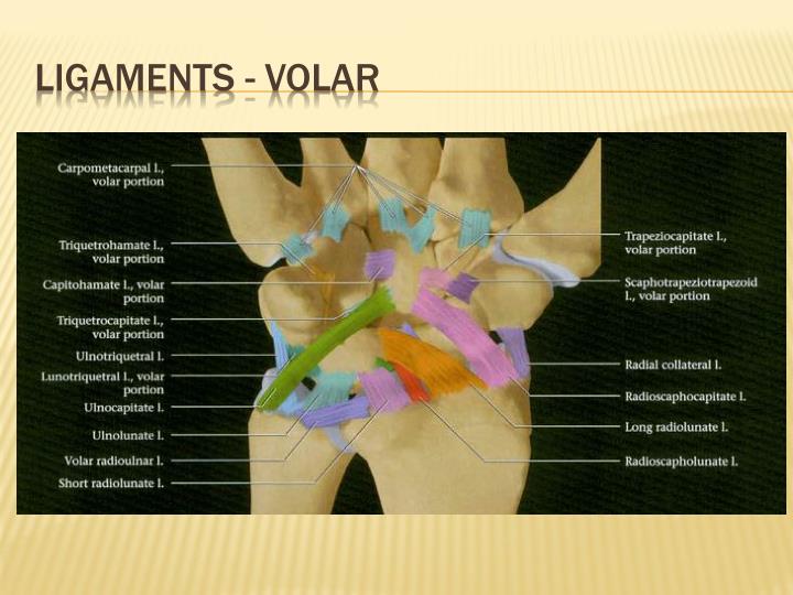 PPT - Imaging Anatomy of the Wrist PowerPoint Presentation - ID:5001457