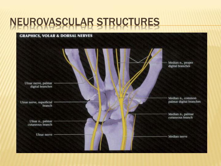 PPT - Imaging Anatomy of the Wrist PowerPoint Presentation - ID:5001457